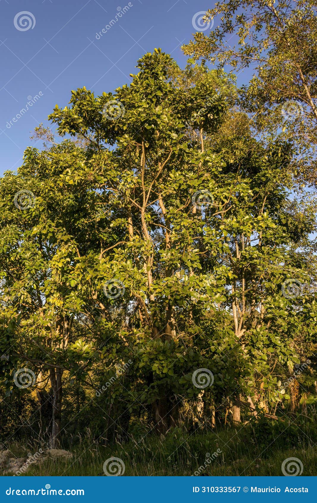 A Basul Tree Illuminated by the Light of the Morning Sun Stock Image ...