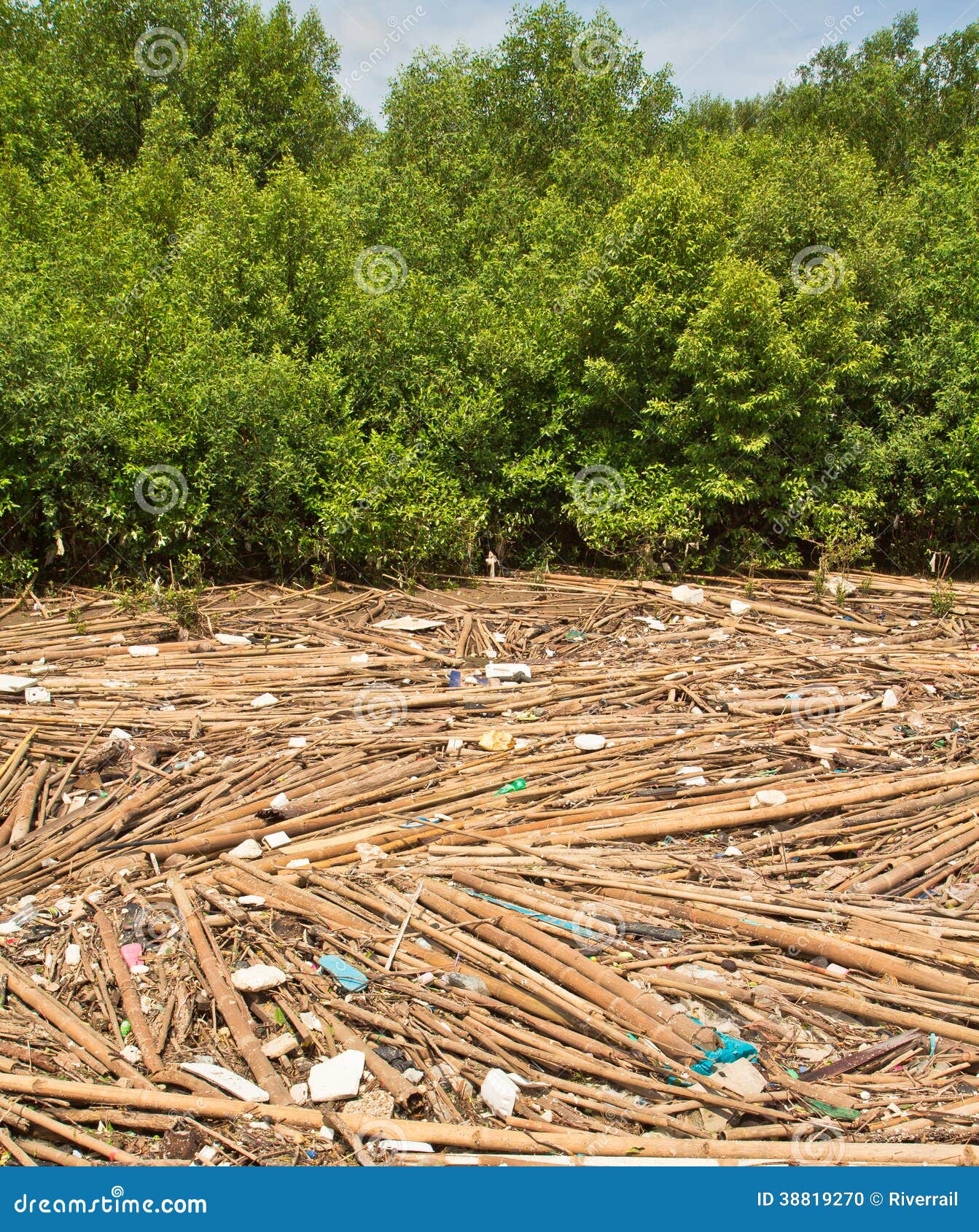 Basura En El Bosque Del Mangle Foto de archivo - Imagen de guijarros ...