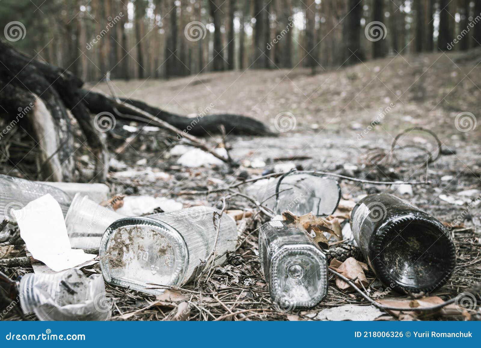 Basura En Un Pinar. Botellas De Vidrio De Alcohol Se Dispersan En El ... Basura En Un Pinar. Botellas De Vidrio De Alcohol Se Dispersan En El ...