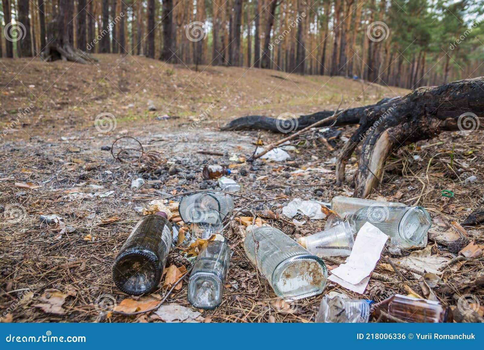 Basura En Un Pinar. Botellas De Vidrio De Alcohol Se Dispersan Foto de ... Basura En Un Pinar. Botellas De Vidrio De Alcohol Se Dispersan Foto de ...
