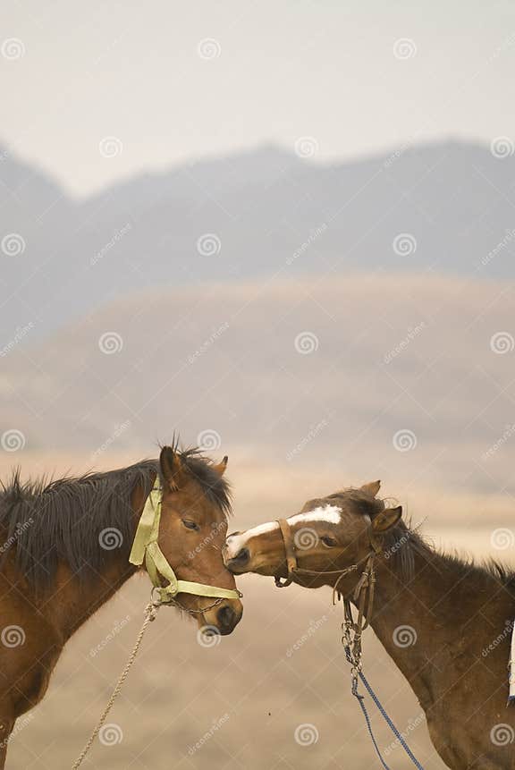 Basuto or Basotho Ponies stock photo. Image of rural - 18931108