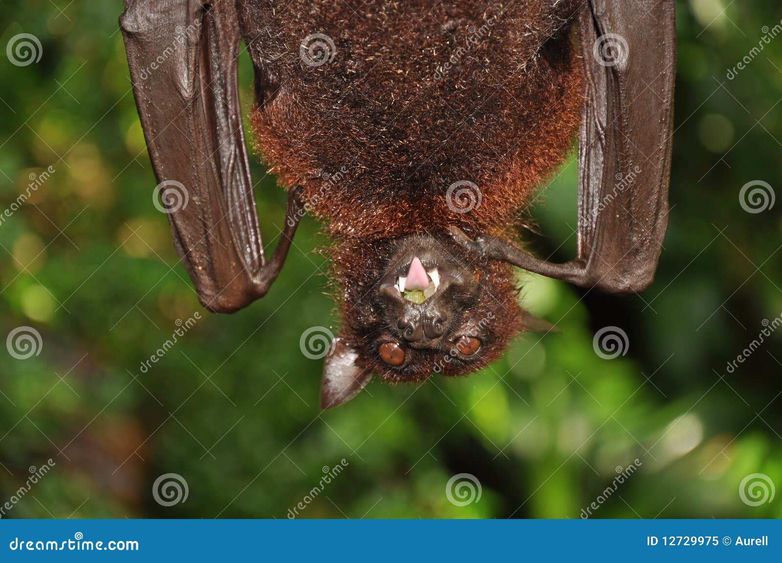 A Bat stock image. Image of organism, wildlife, cave - 12729975