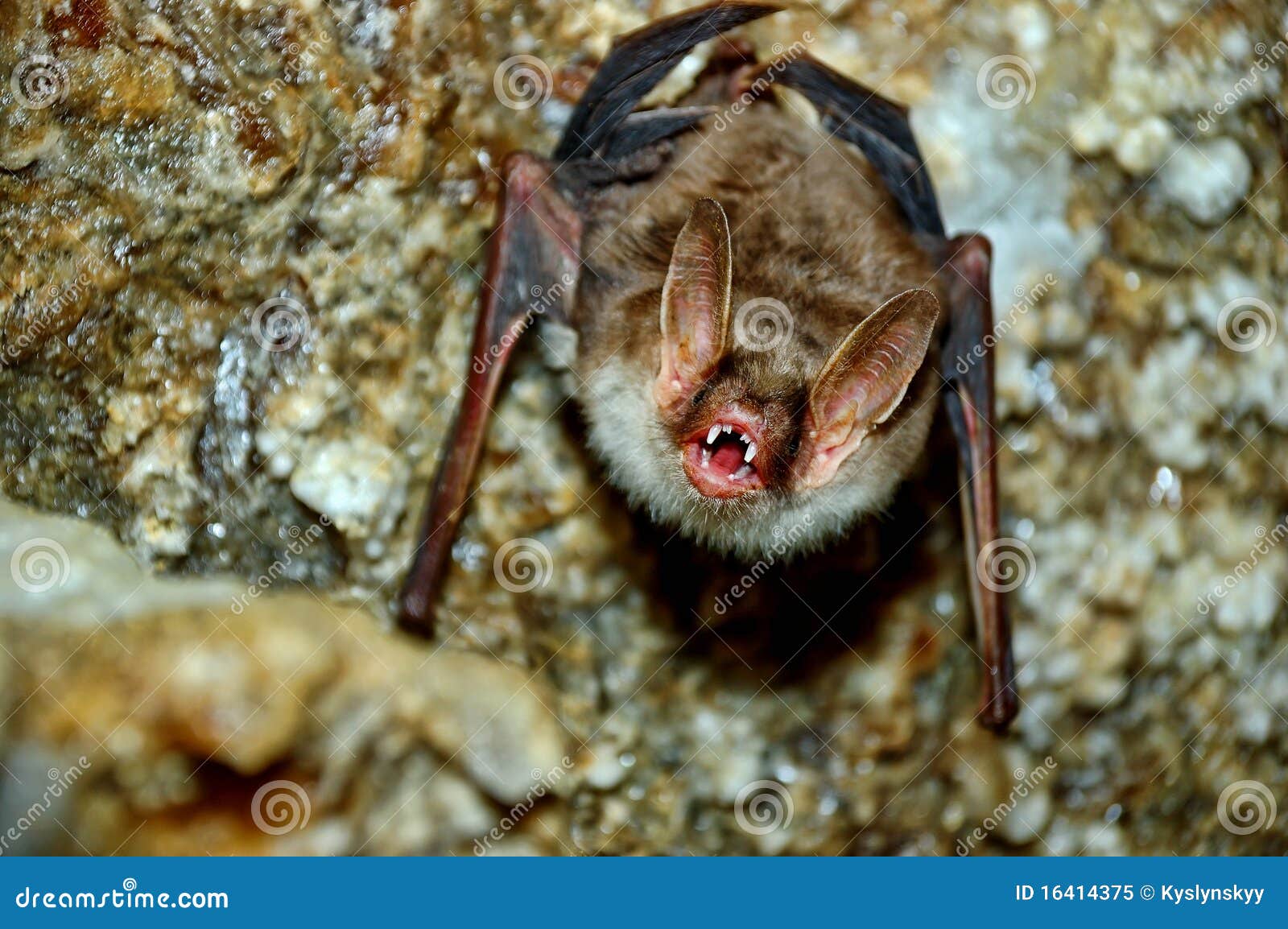 Bat stock image. Image of wildlife, mammals, ears, animal - 16414375