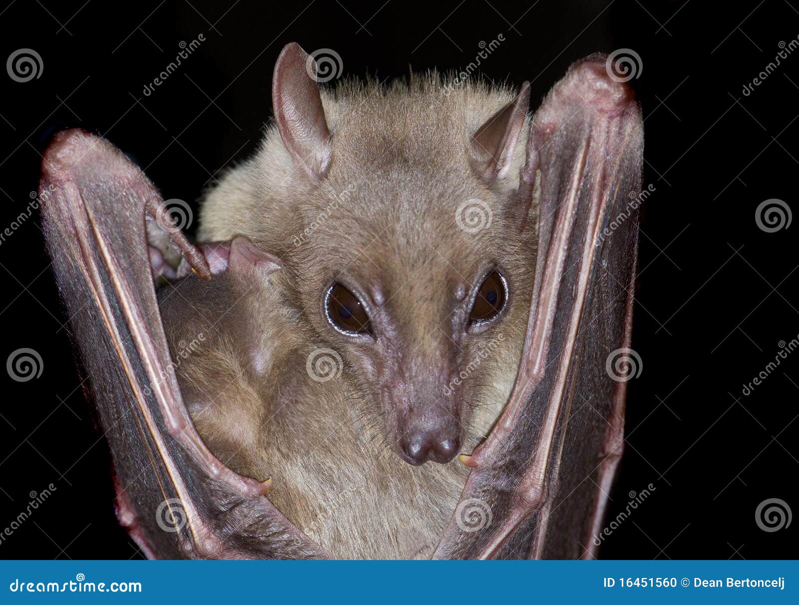 Bat stock photo. Image of wild, portrait, animal, vampire - 16451560