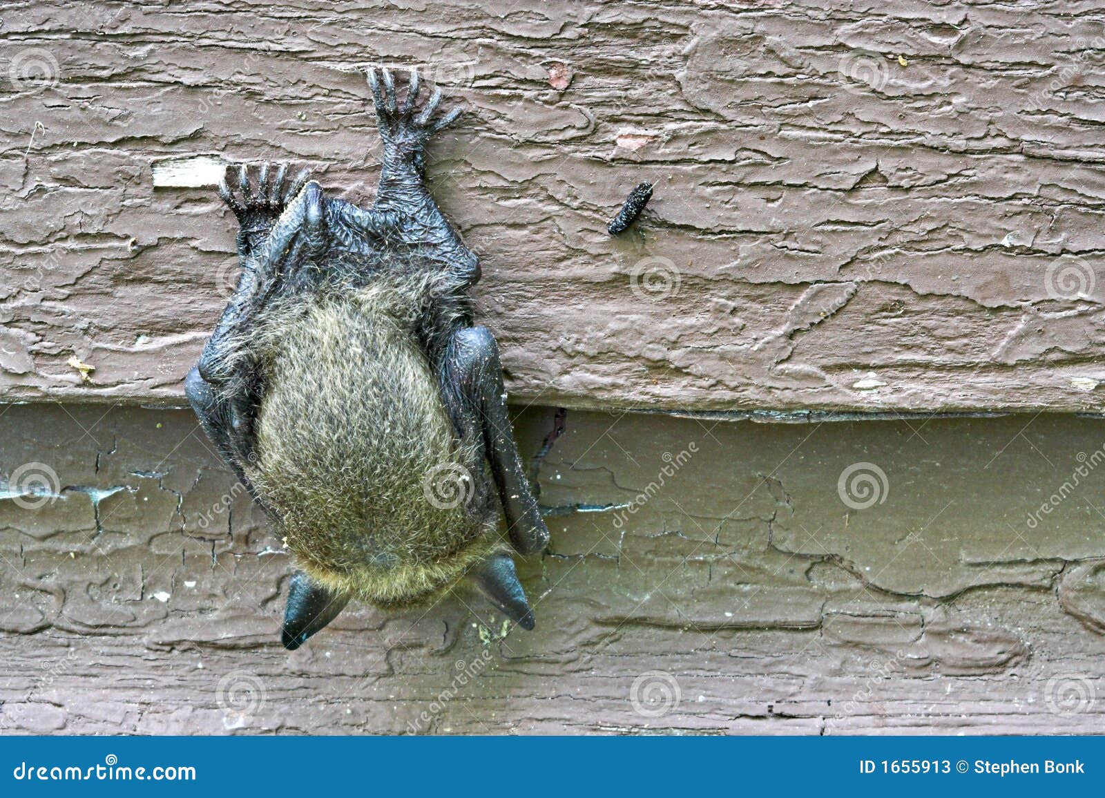 Bat stock image. Image of mammal, house, animal, upsidedown - 1655913