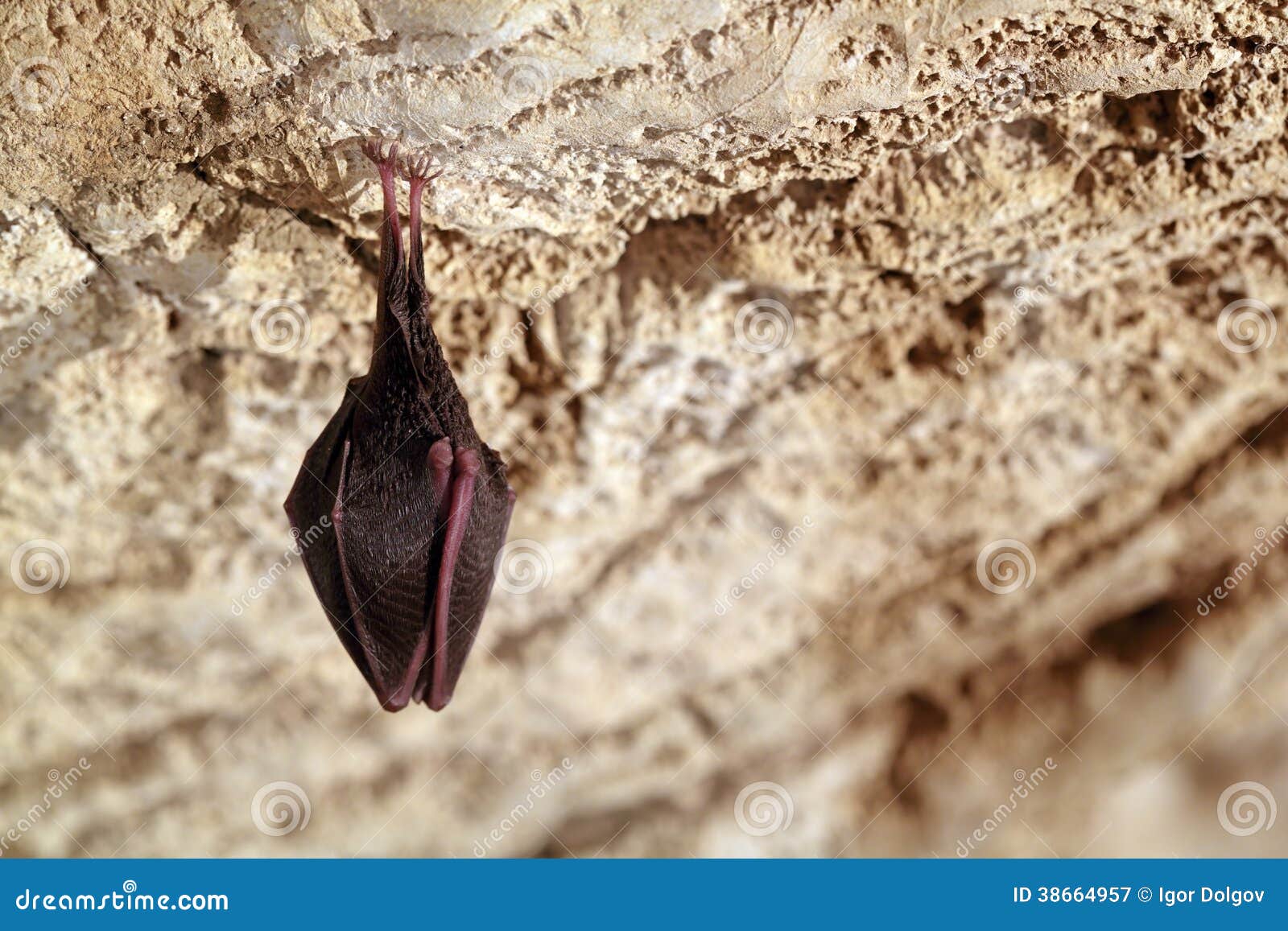 Bat stock image. Image of ceiling, vampire, sleep, wings - 38664957