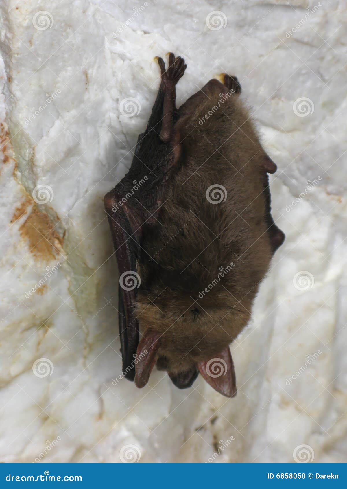 Bat stock photo. Image of life, slep, animals, mammal - 6858050