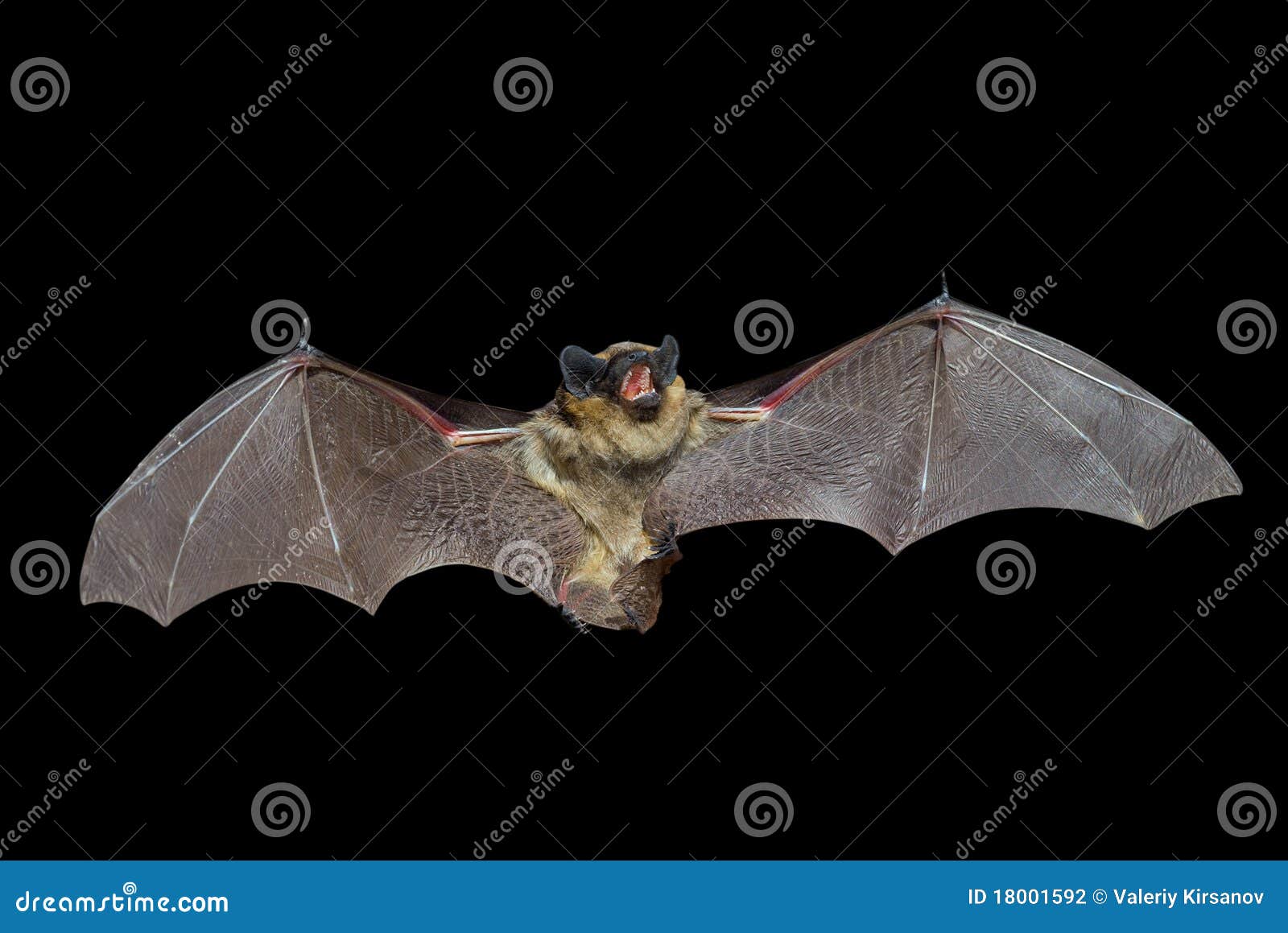 Bat 8 stock photo. Image of creature, animal, chap, fang - 18001592
