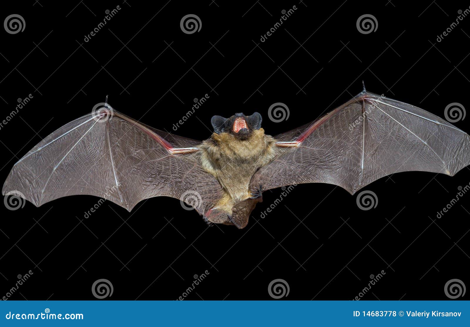 Bat 9 stock photo. Image of wild, hair, wildlife, brown - 14683778