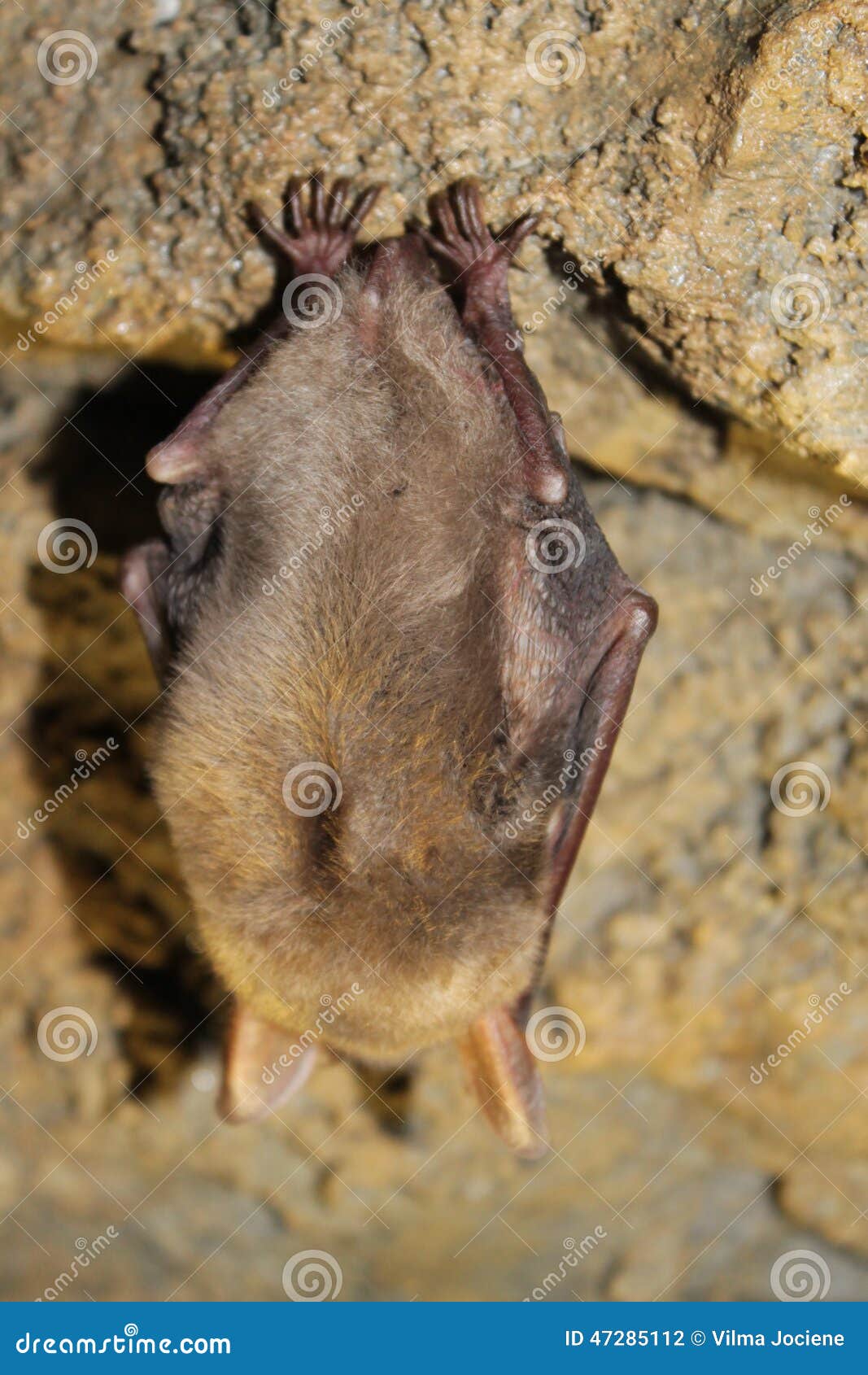 Bat stock photo. Image of beautiful, relaxing, rocks - 47285112