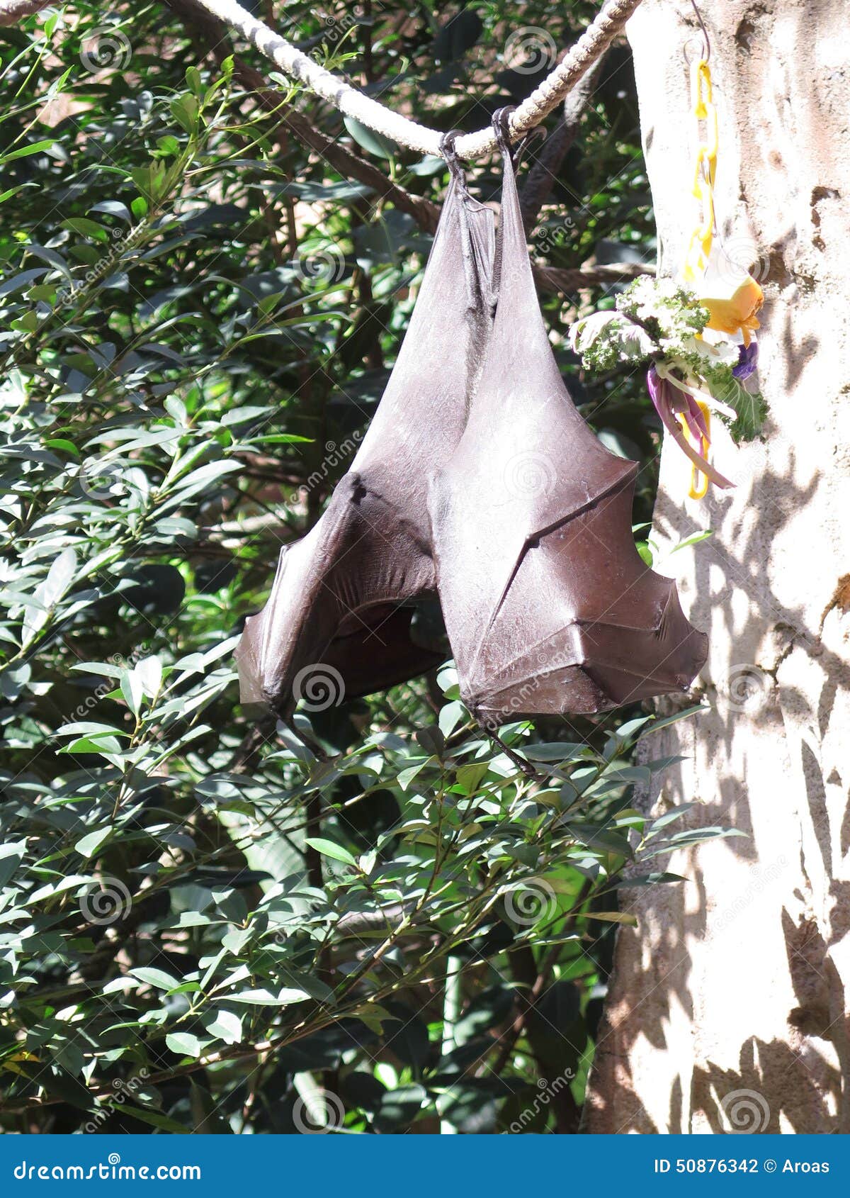 Bat Animal stock photo. Image of nocturnal, small, snout - 50876342