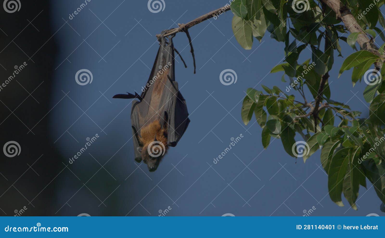 Bat Bats Flying Fox Big Bat Stock Image - Image of flying, bats: 281140401