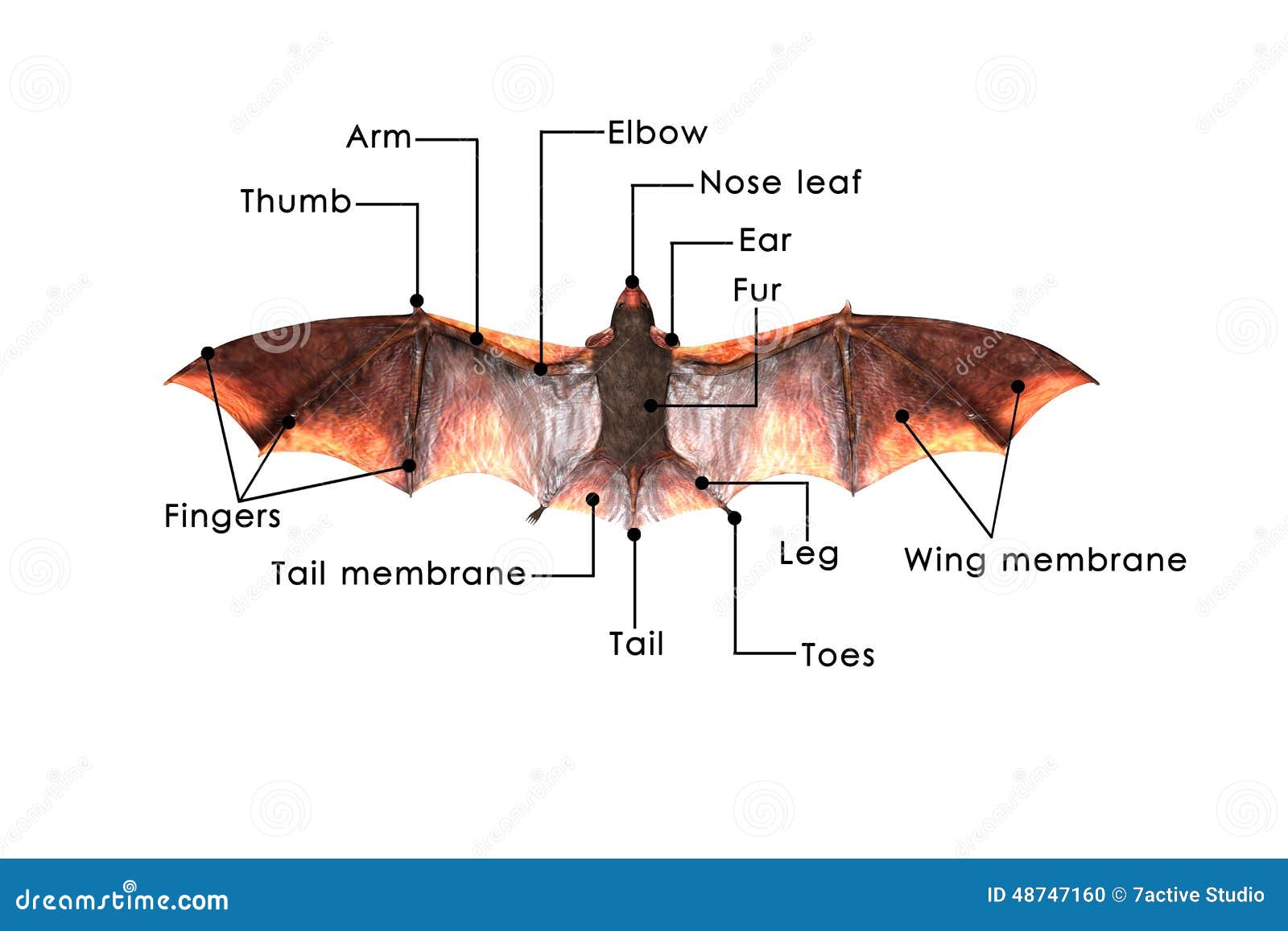 Bat stock illustration. Illustration of leaf, african - 48747160 Bat stock illustration. Illustration of leaf, african - 48747160