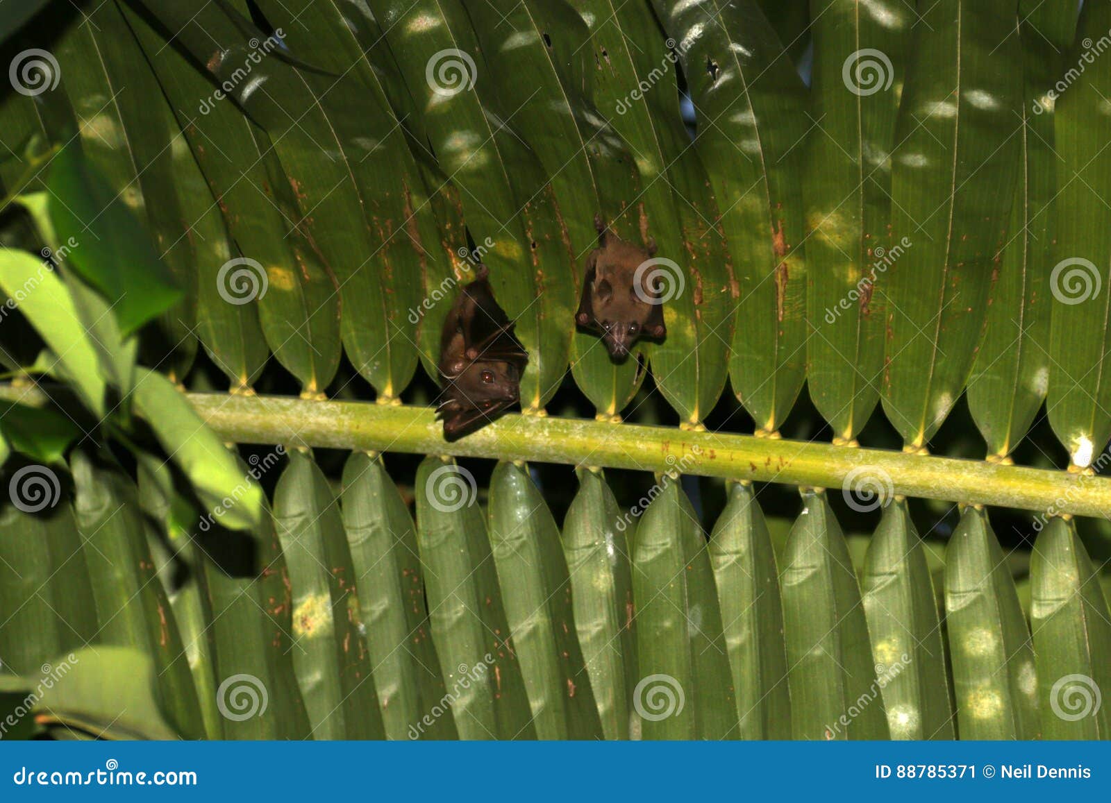 Bat stock image. Image of famous, located, forelimbs - 88785371