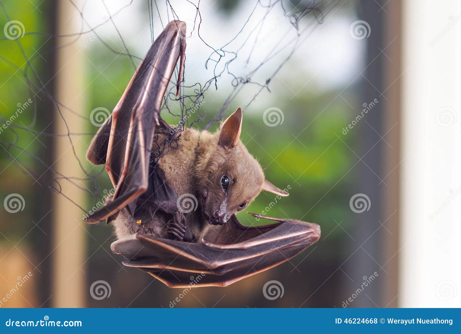 The Bat stock photo. Image of bats, nets, danger, animal - 46224668