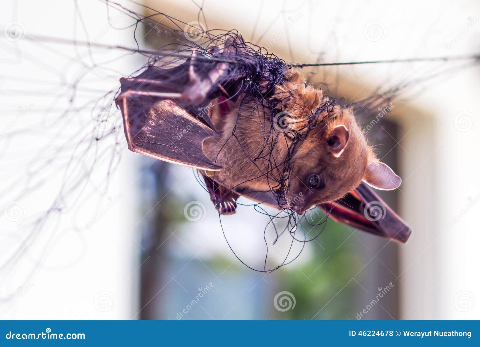 The Bat stock photo. Image of trap, outdoors, danger - 46224678