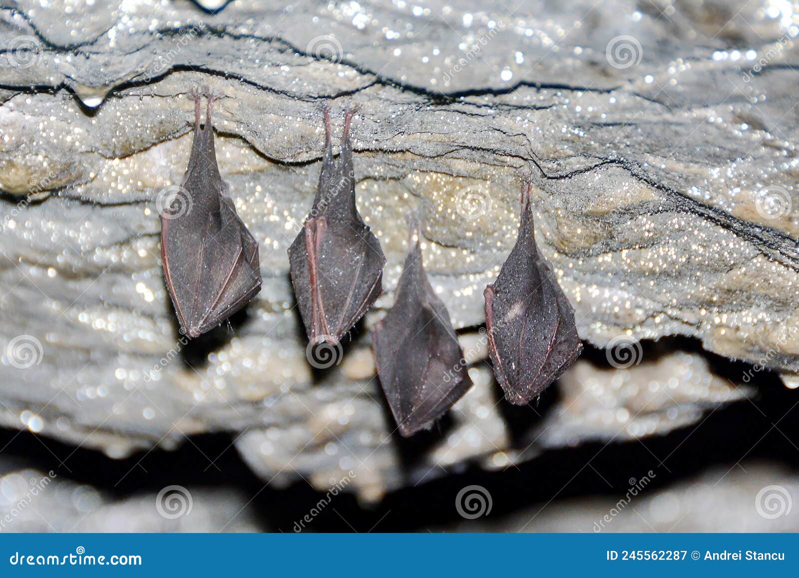 Bat birds stock image. Image of birds, mammal, microb - 245562287