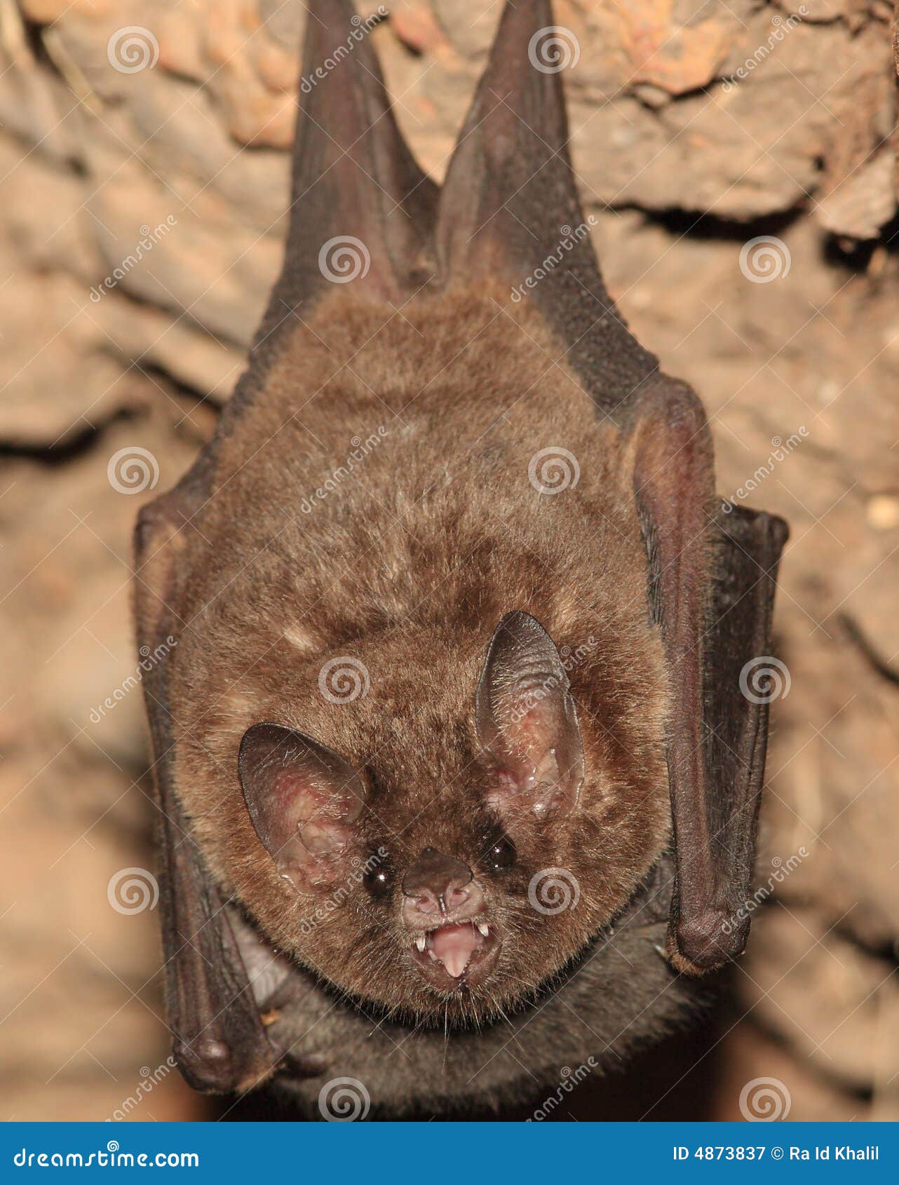 Bat from Bolivia stock image. Image of wings, hanging - 4873837