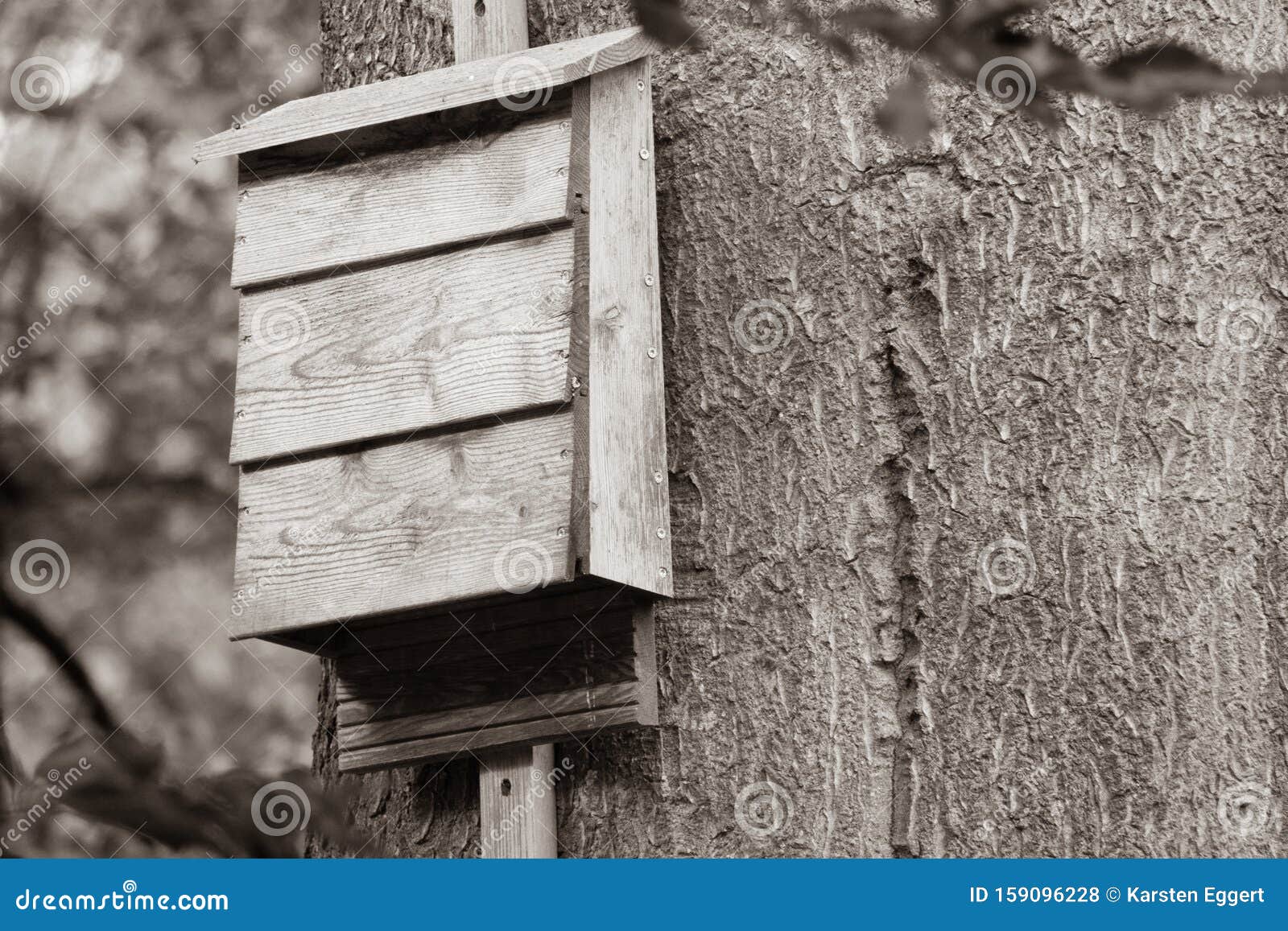 Bat Box Hangs from a Tree in the Forest and Provides Shelter for Bats ...