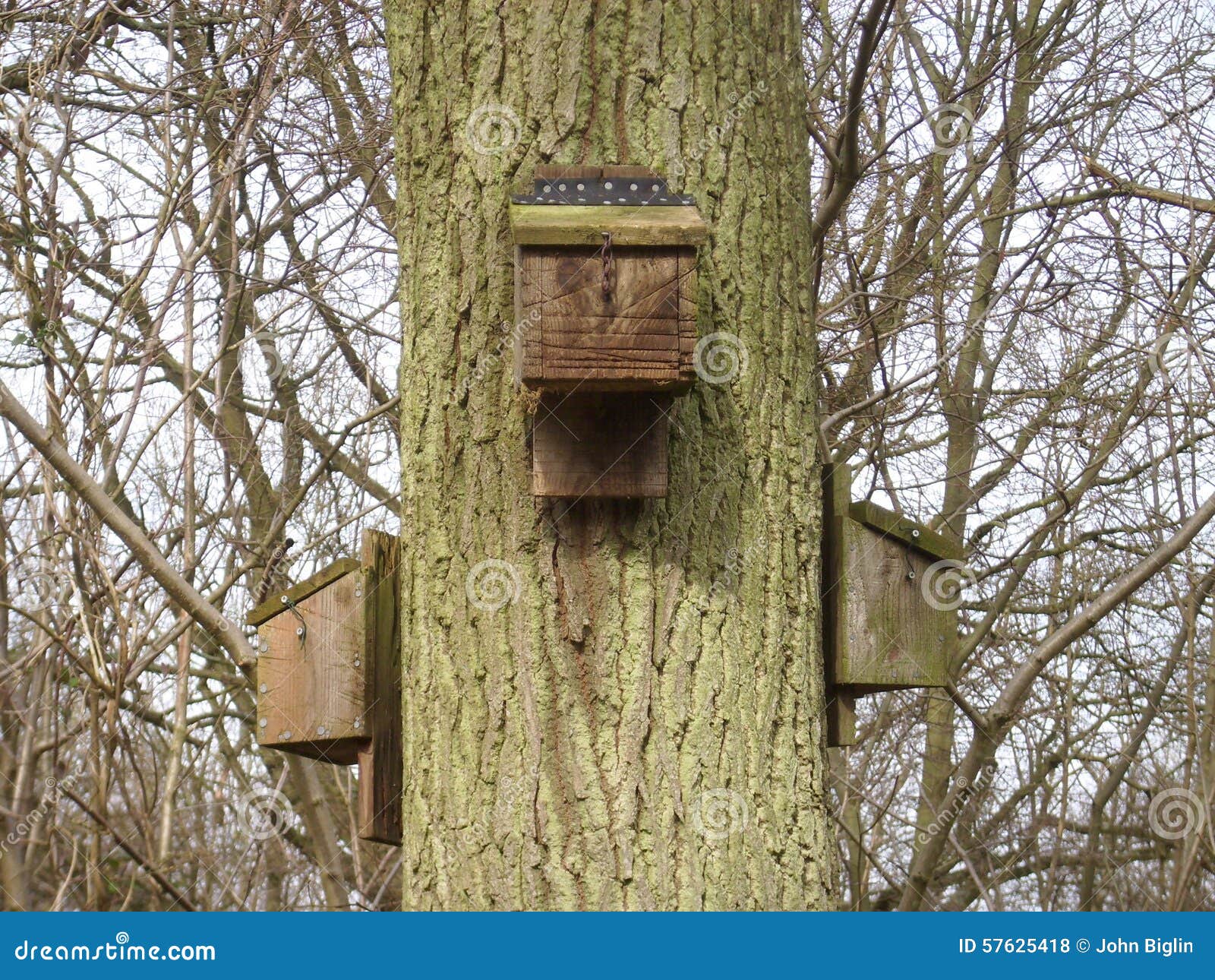 Three bat boxes on tree stock photo. Image of roost, three - 57625418