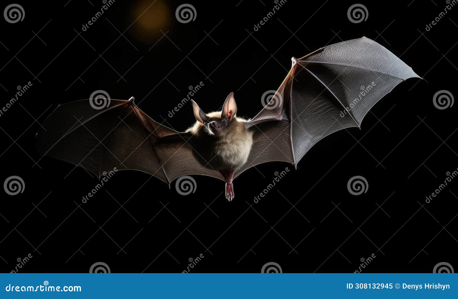 Bat Flying in the Dark with Wings Spread Stock Illustration ...