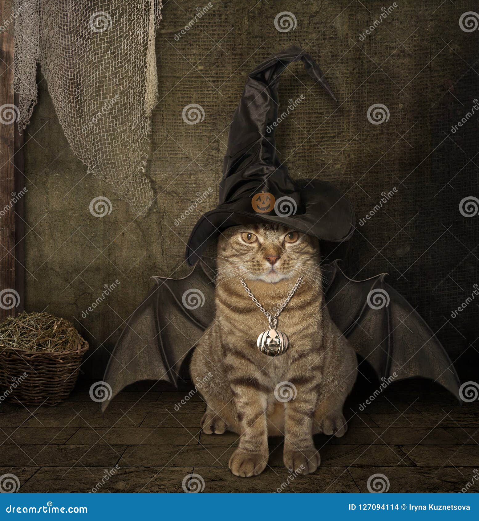 The bat - cat. stock photo. Image of witch, background - 127094114