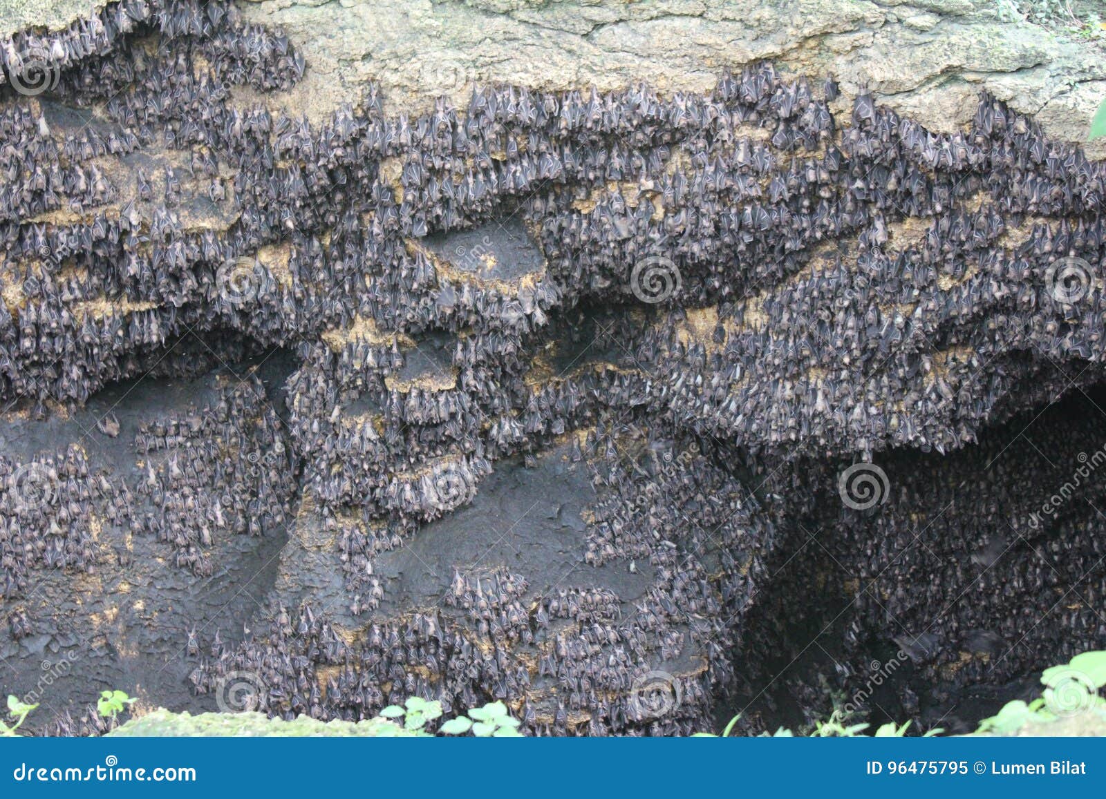 Bat cave stock image. Image of rousette, animal, nature - 96475795