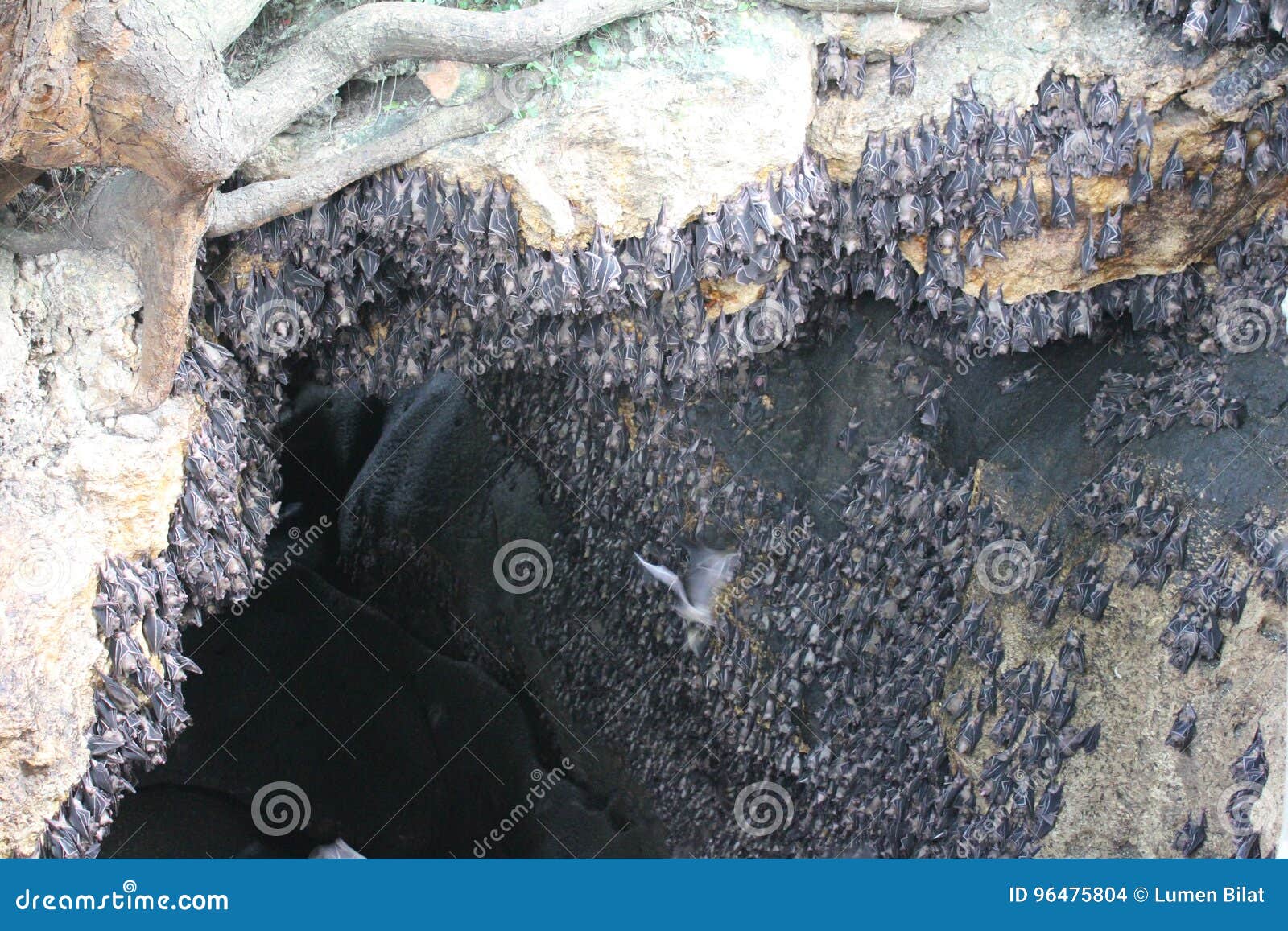 Bat cave stock photo. Image of rousette, forest, colony - 96475804