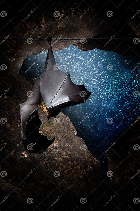 Bat in cave stock image. Image of wildlife, animal, wings - 33802203