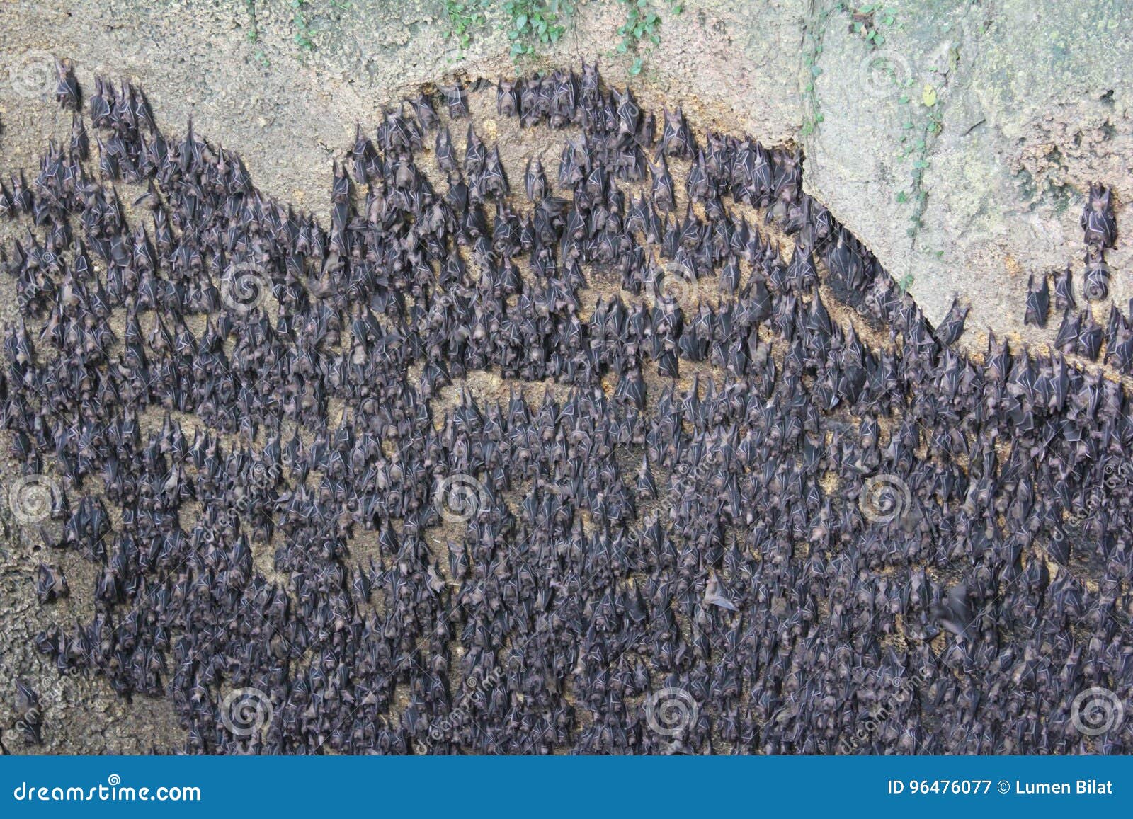 Bats hanging by stock image. Image of cave, mammal, environment - 96476077