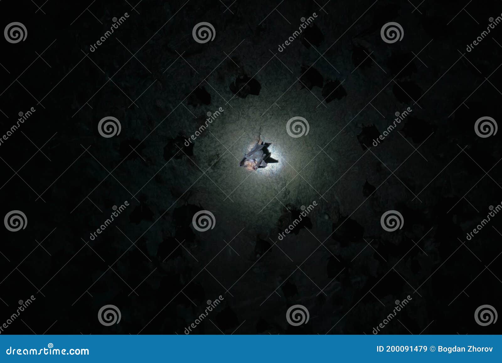 Bat on Ceiling in Dark Cave Stock Image - Image of cave, dark: 200091479
