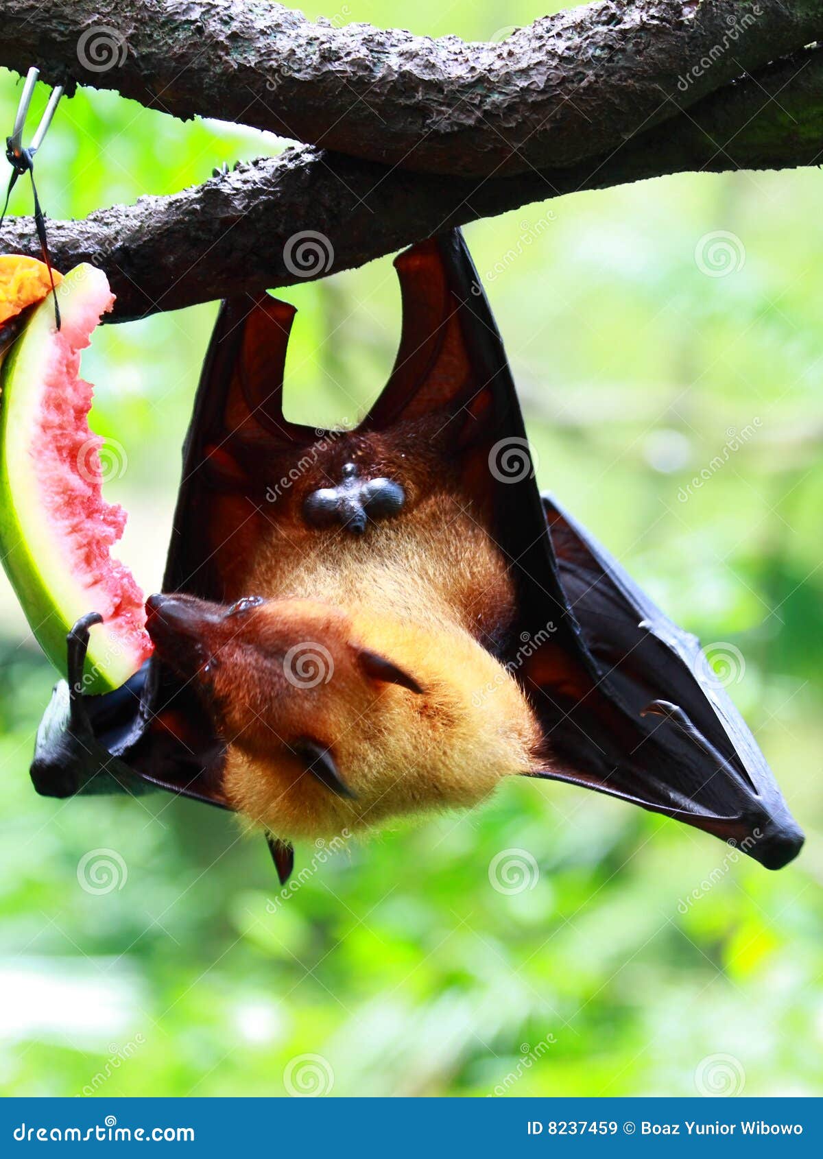 Bat (Chiroptera) stock image. Image of bats, mammal, portrait - 8237459