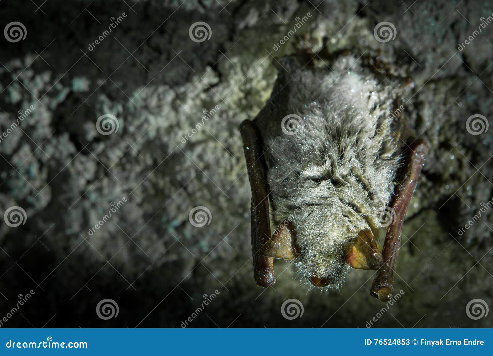 Bat (Chiroptera) stock image. Image of chiroptera, limestone - 76524853