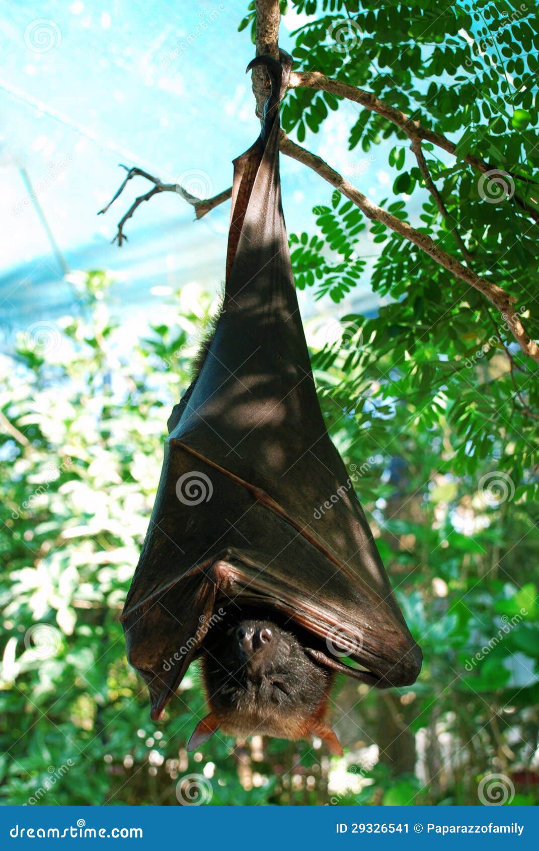 Bat closed her eyes stock image. Image of blow, fauna - 29326541