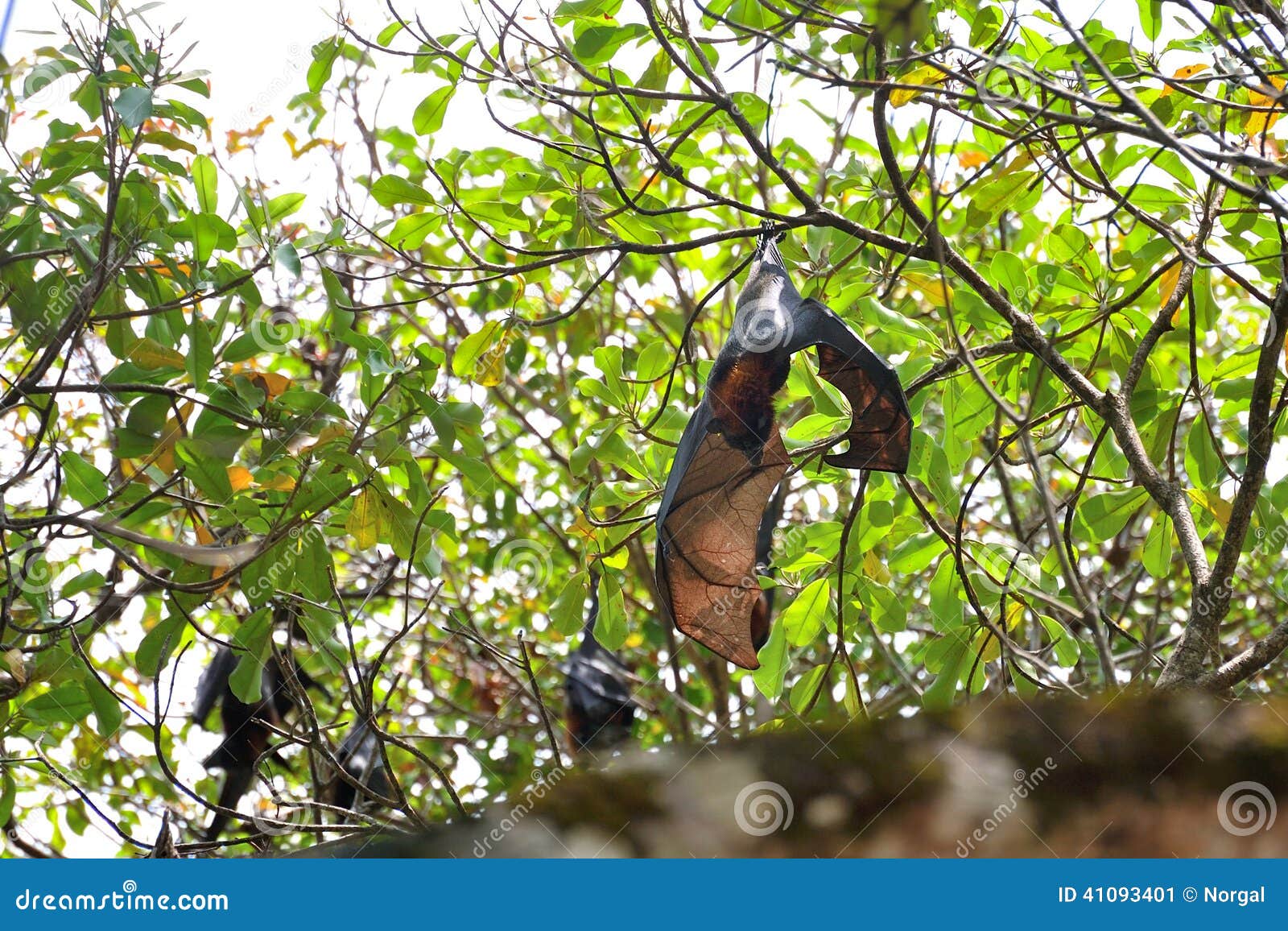 Bat stock image. Image of travel, holding, night, wings - 41093401