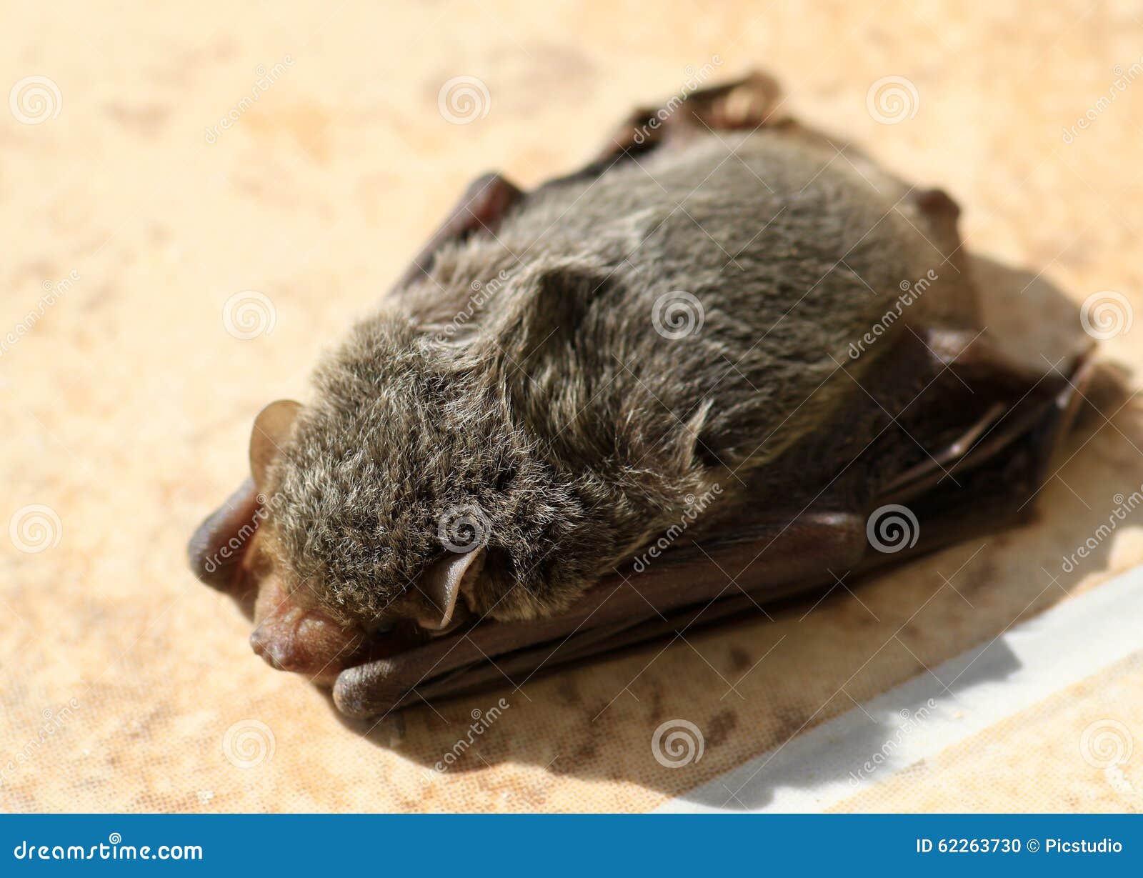 Bat stock photo. Image of baby, body, wildlife, nature - 62263730