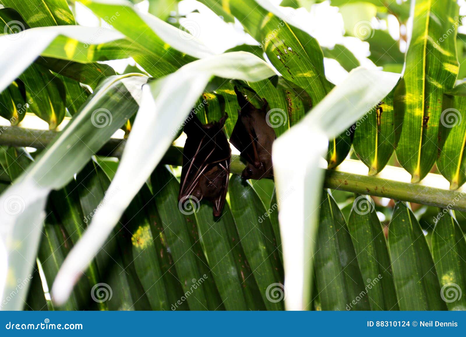 Bat stock photo. Image of tropical, cloudy, environment - 88310124
