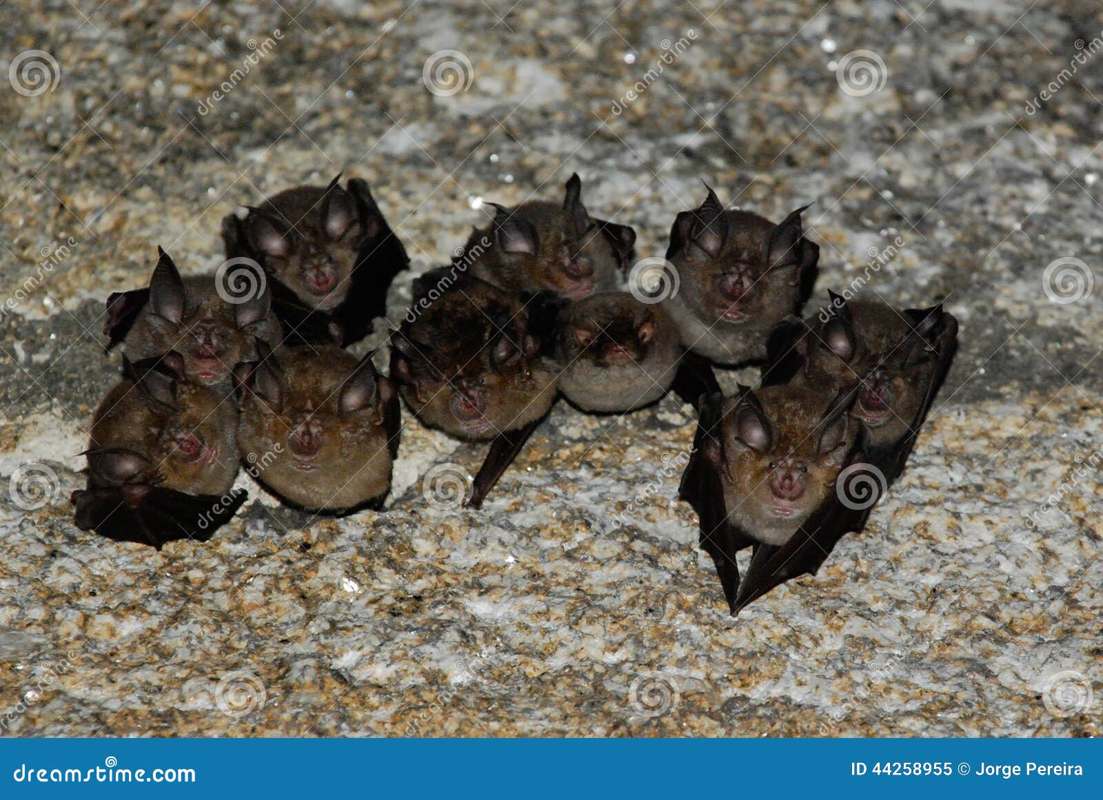 Bat colony stock image. Image of group, mammal, ears - 44258955