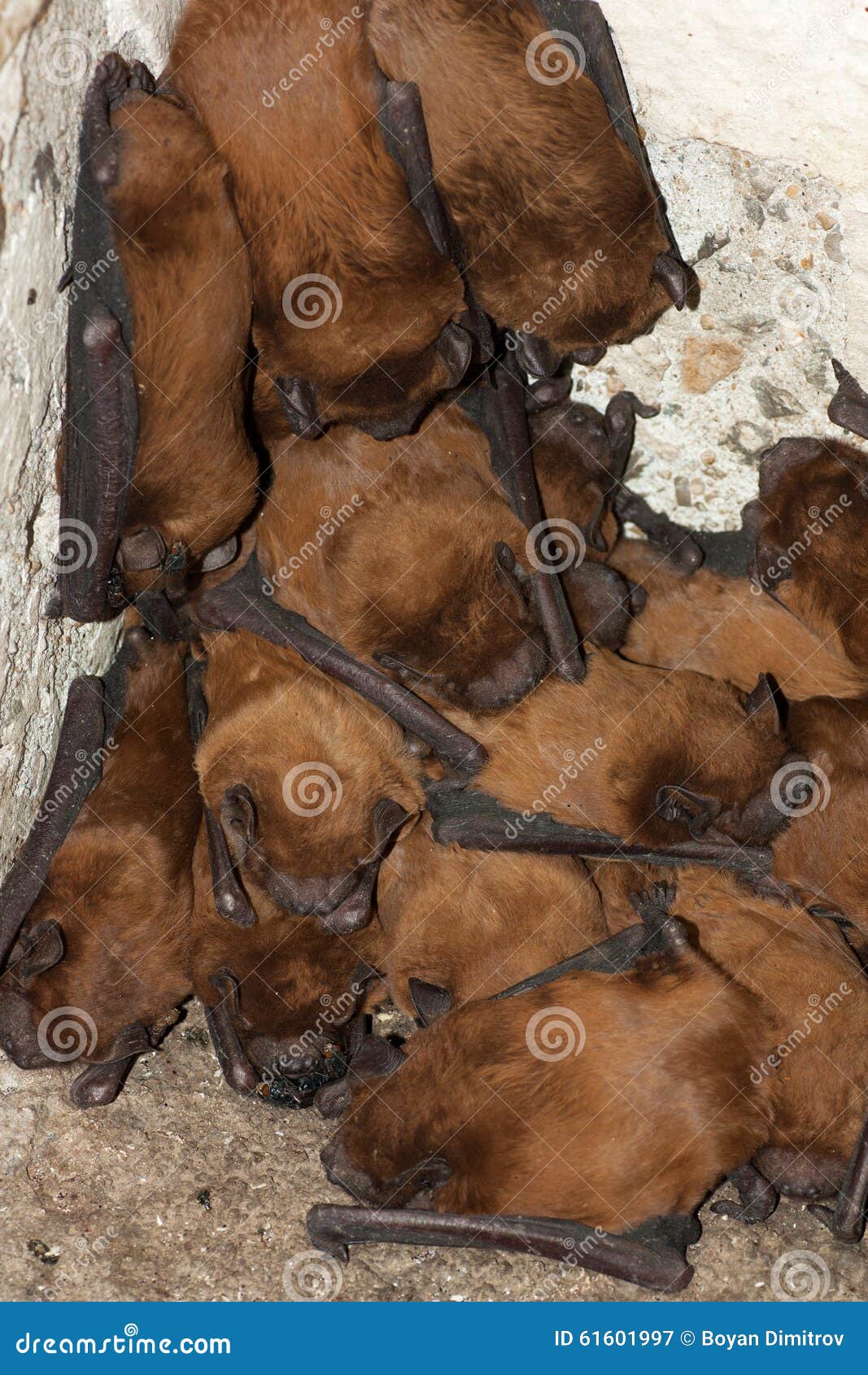 Bat colony stock image. Image of group, ecosystem, brown - 61601997