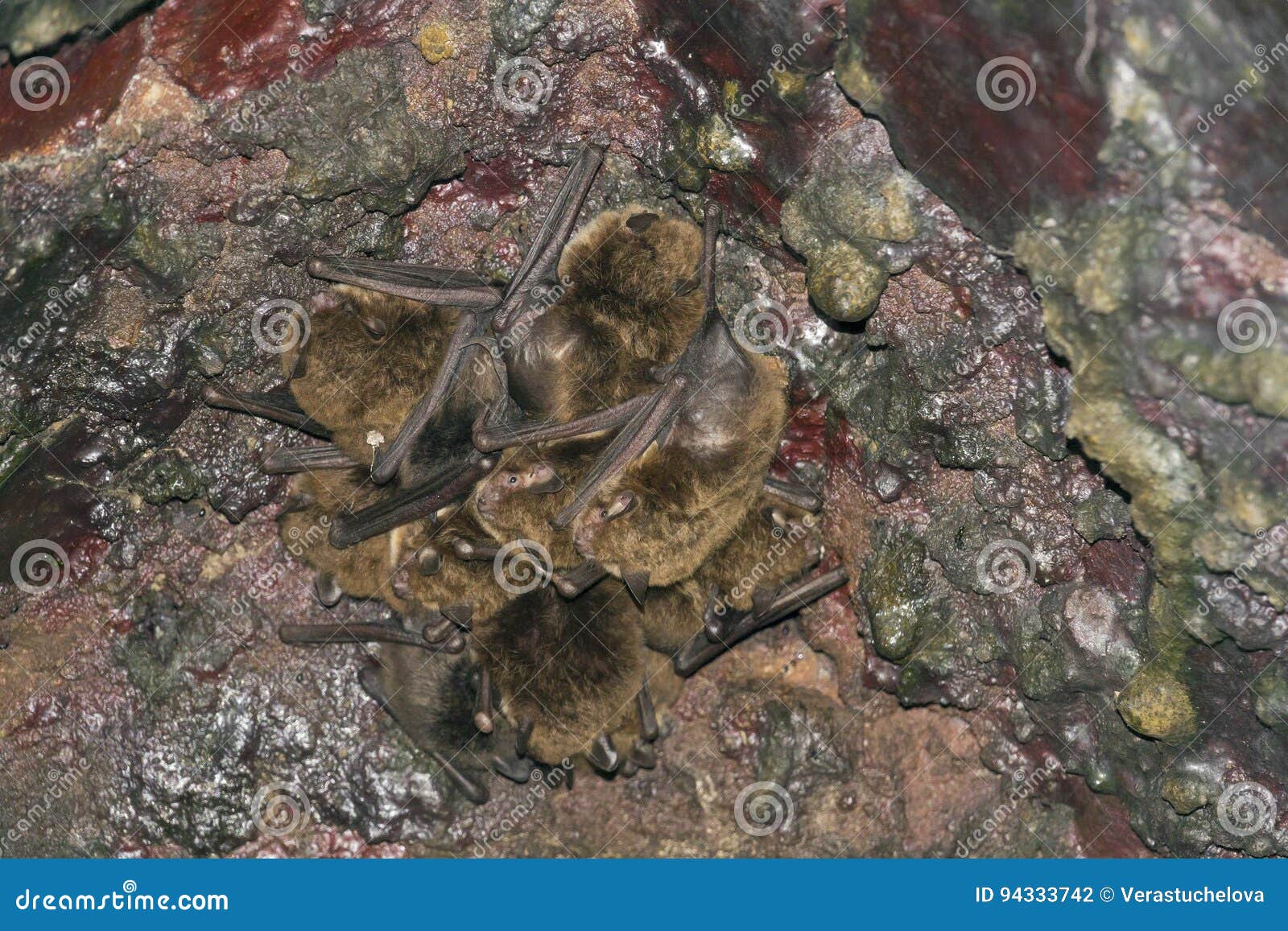 Bat - Common Noctule - Nyctalus Noctula Stock Photo - Image of hide ...