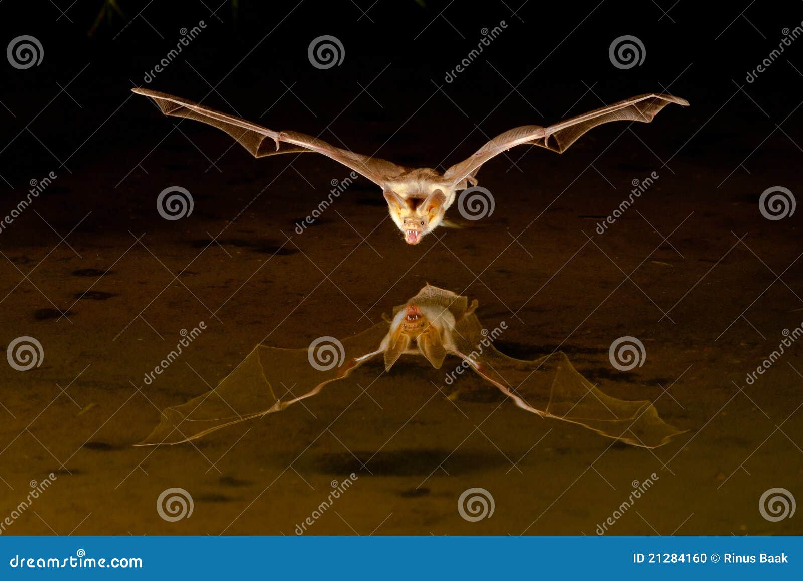 "bat" de petit Brown photo stock. Image du dents, swoop - 21284160