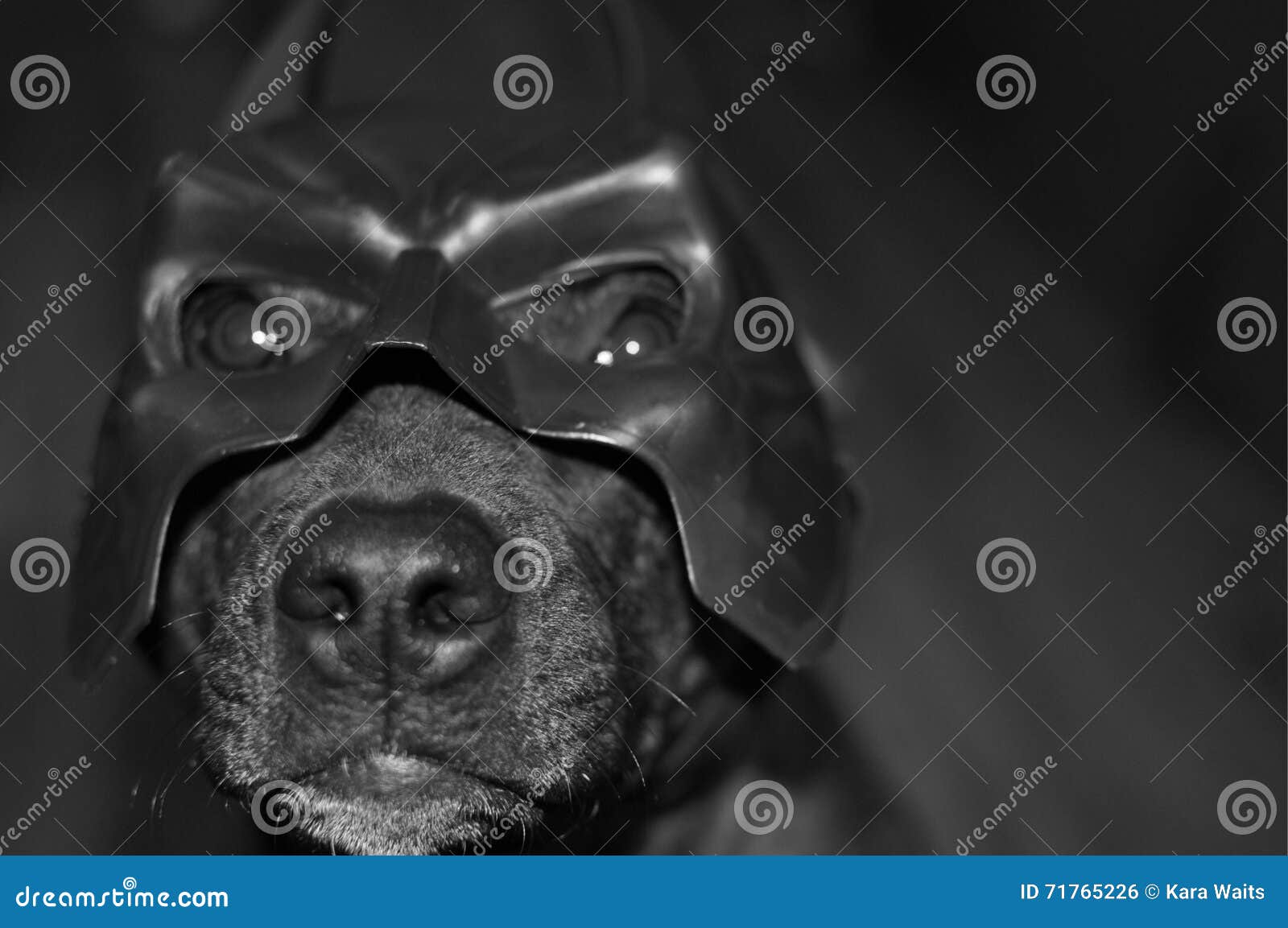 Bat dog stock photo. Image of batman, dressed, pitbull - 71765226