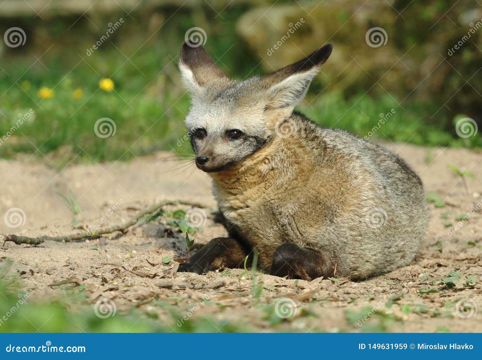 Bat Eared Fox Otocyon Megalotis Stock Image - Image of african, nature ...