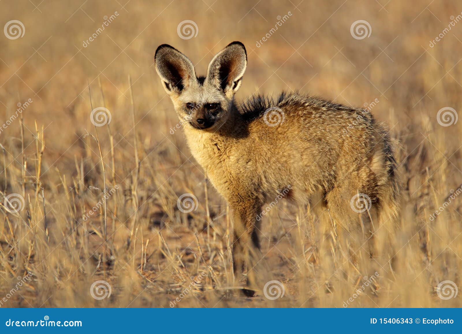 Bat-eared fox stock image. Image of elusive, nature, eared - 15406343