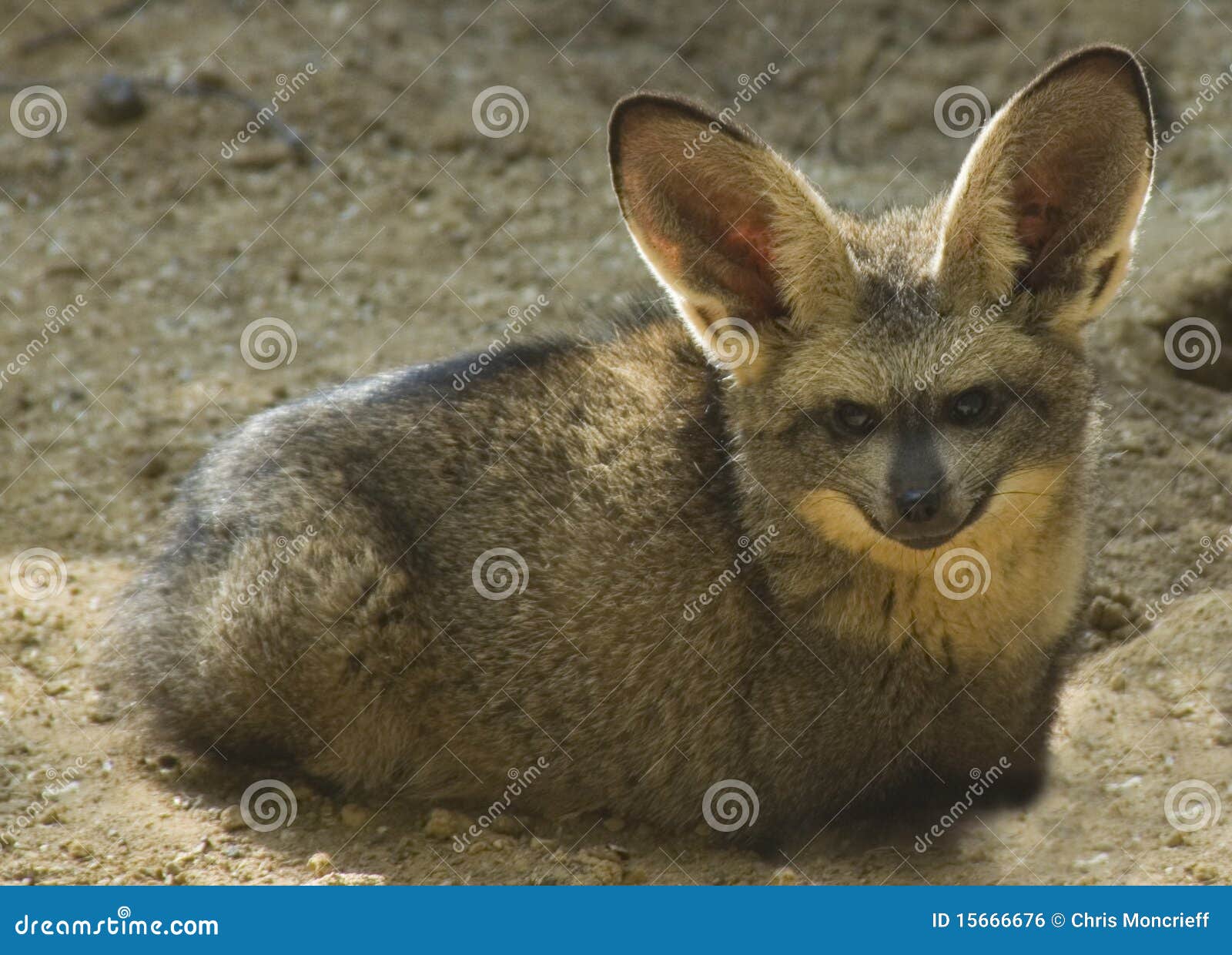 Bat Eared Fox Royalty-Free Stock Image | CartoonDealer.com #15666676
