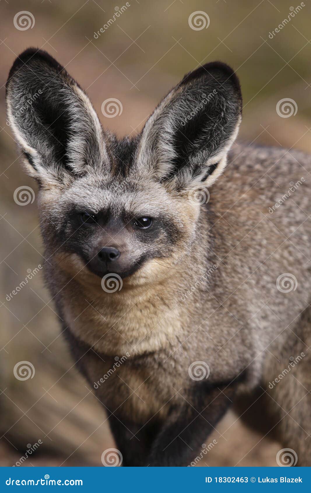 Bat-eared Fox. Royalty-Free Stock Photo | CartoonDealer.com #85661559