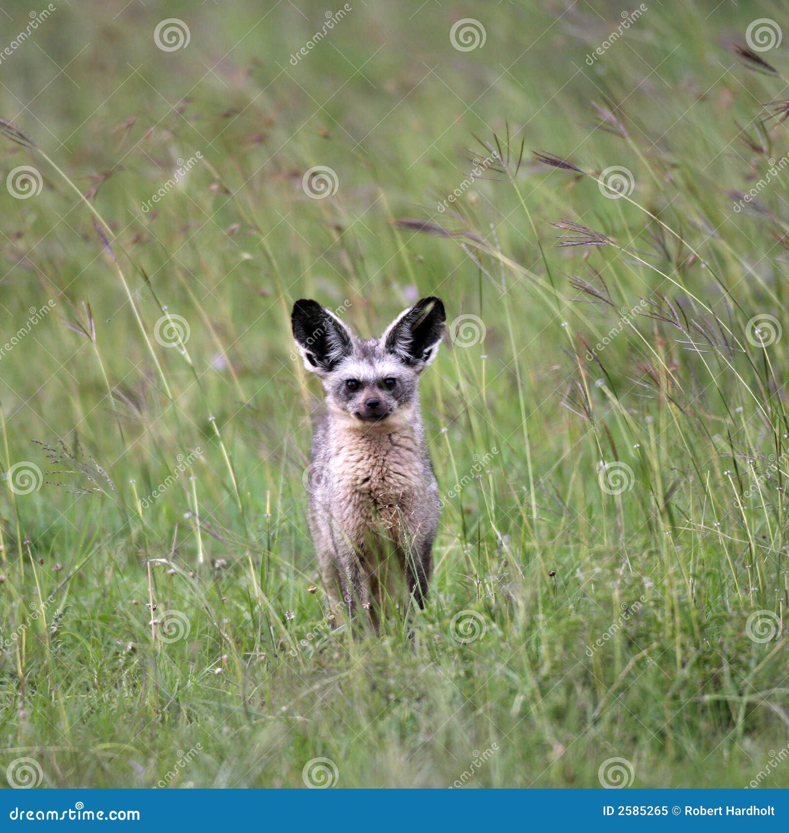 Bat Eared Fox stock image. Image of masai, nocturnal, safari - 2585265