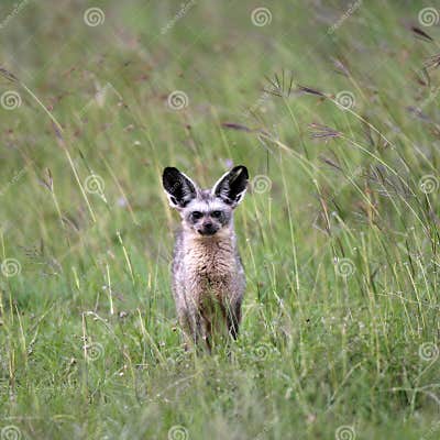 Bat Eared Fox stock image. Image of masai, nocturnal, safari - 2585265