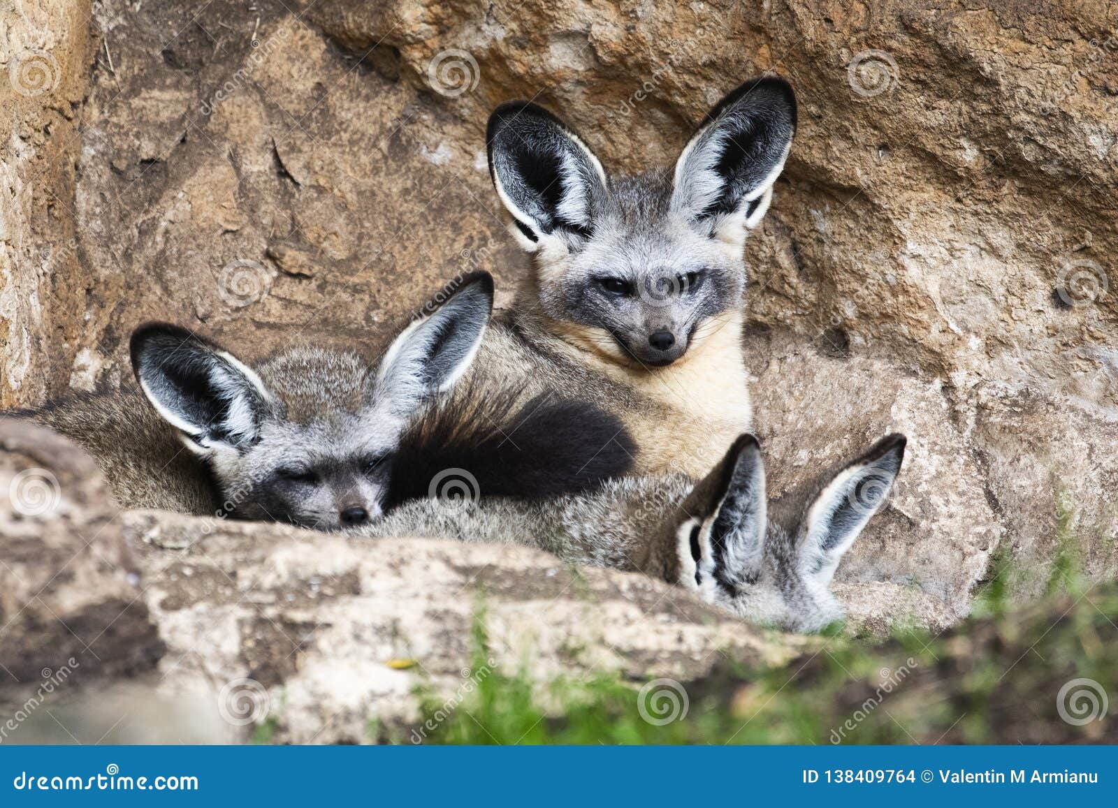 Bat-eared fox stock photo. Image of three, nature, african - 138409764
