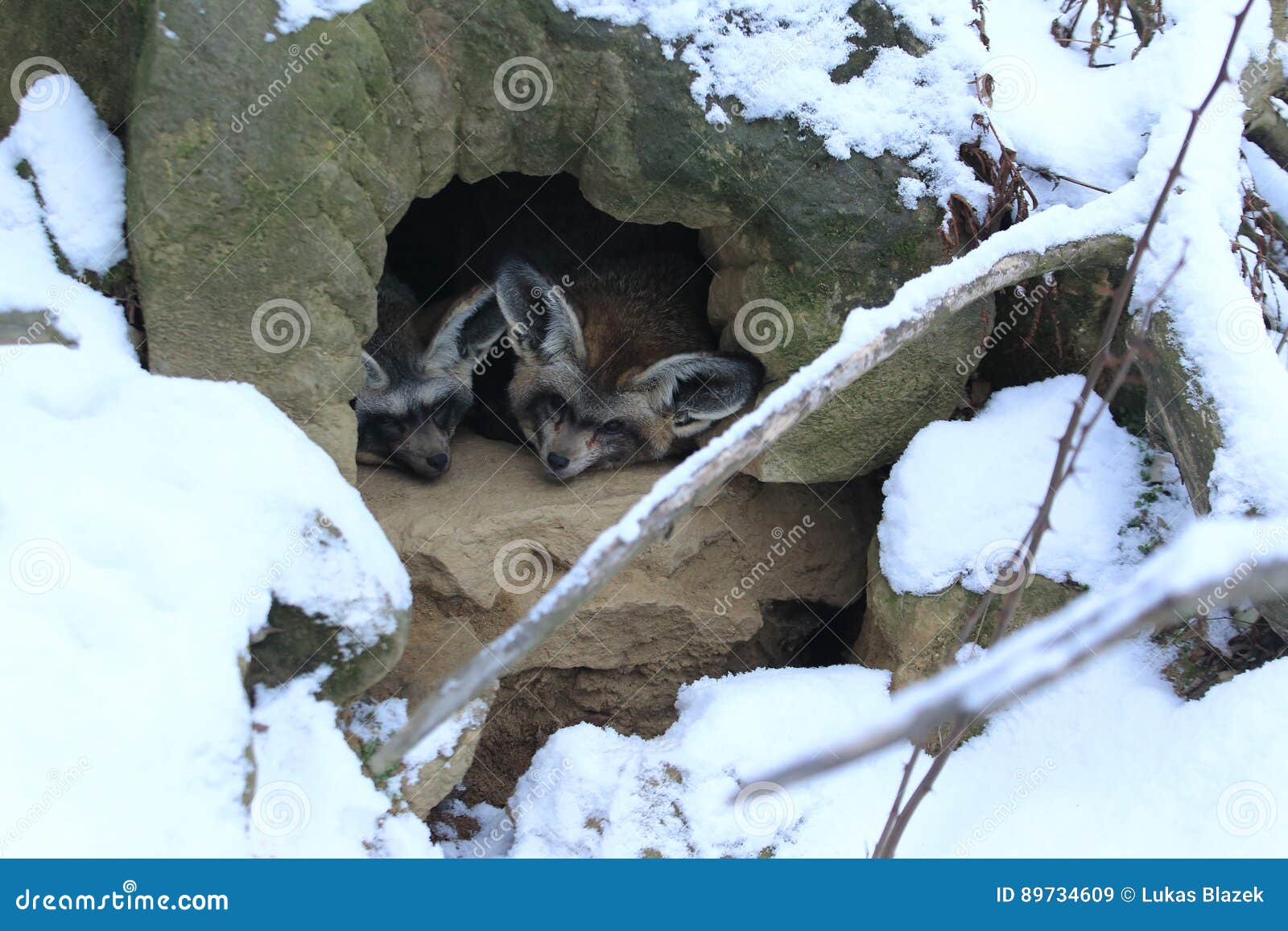 Bat-eared fox stock image. Image of nature, eared, rock - 89734609